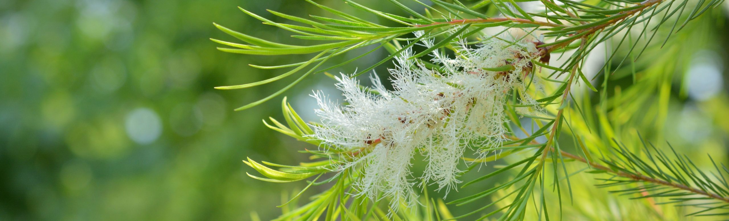 Tea Tree Essential Oil Remedies for Skin | Total Life Changes